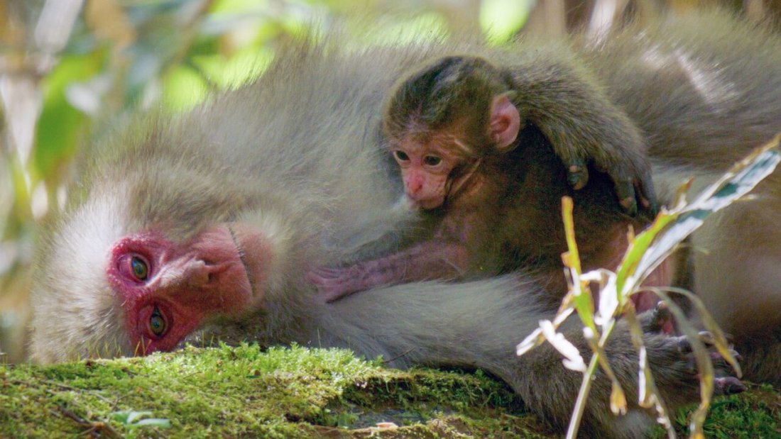 - Des singes en hiver : les macaques japonais samedi 10 janvier 2026 12h45